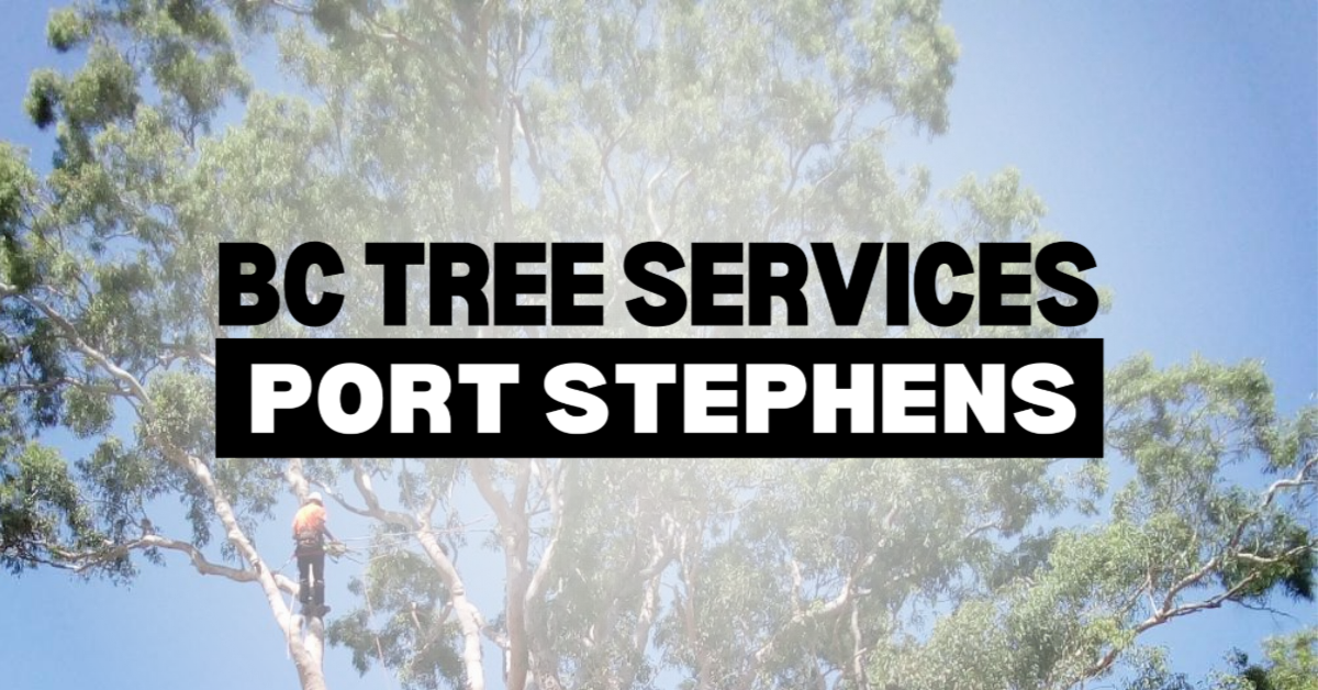 Brad Chapman Tree Services - Reliable Tree Care in Port Stephens